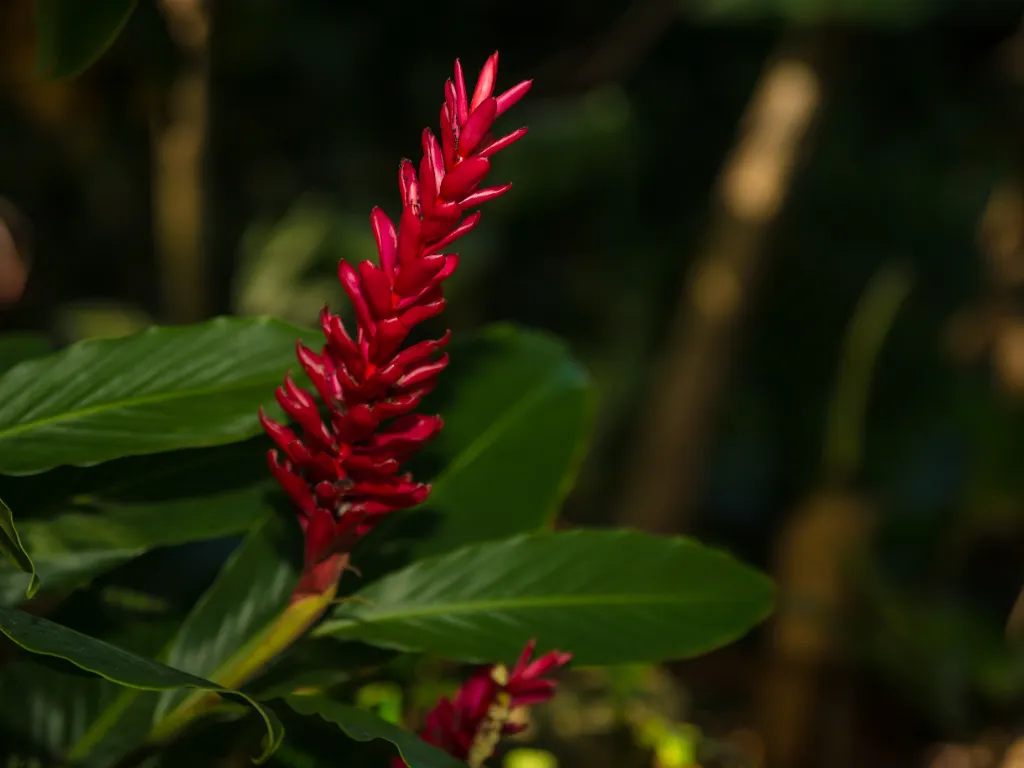 Tudo Sobre O Cultivo De Alpínia (Alpinia Purpurata) - Jardim Dos Sonhos ...