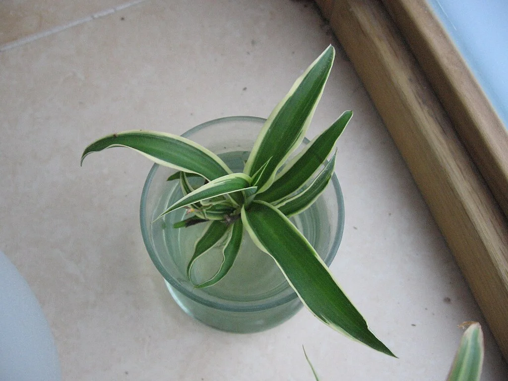Os Benefícios Do Clorofito - Chlorophytum Comosum - Jardim Dos Sonhos ...