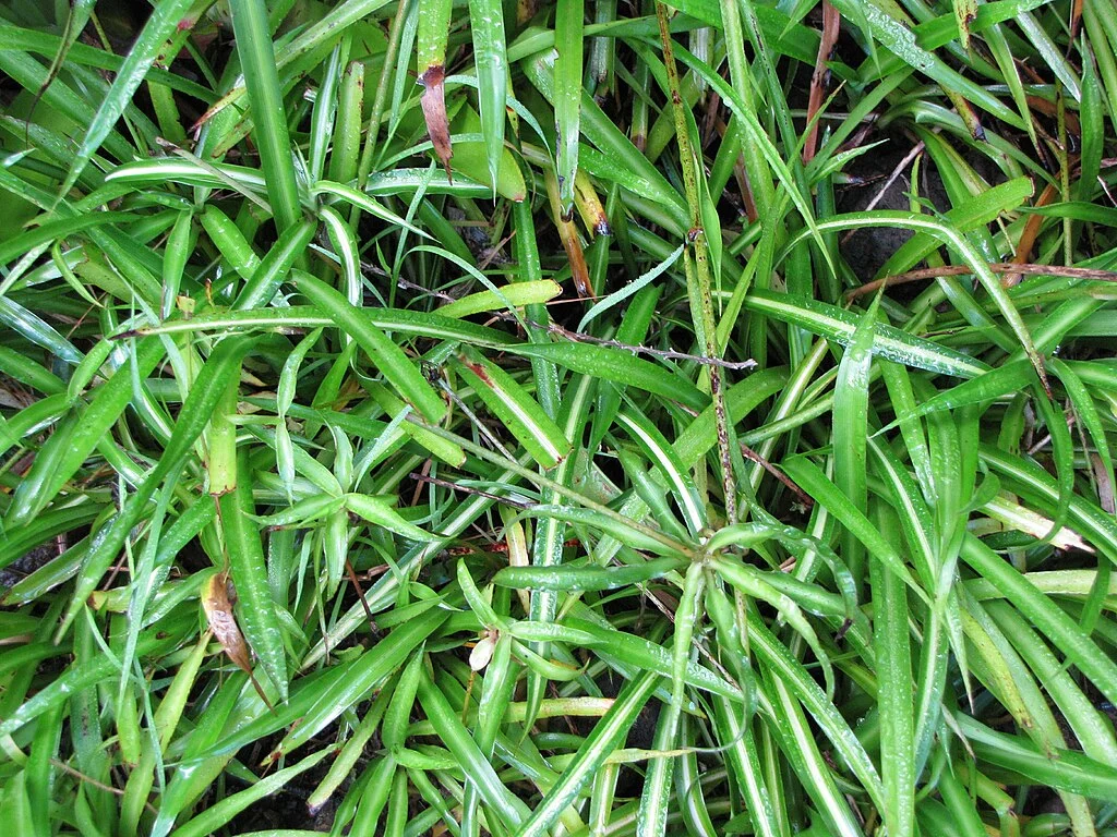 Os Benefícios Do Clorofito - Chlorophytum Comosum - Jardim Dos Sonhos ...