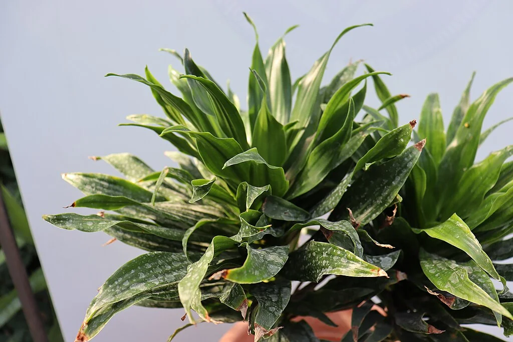 Dracena Dracaena Fragrans: Cultivo E Cuidados Essenciais - Jardim Dos ...