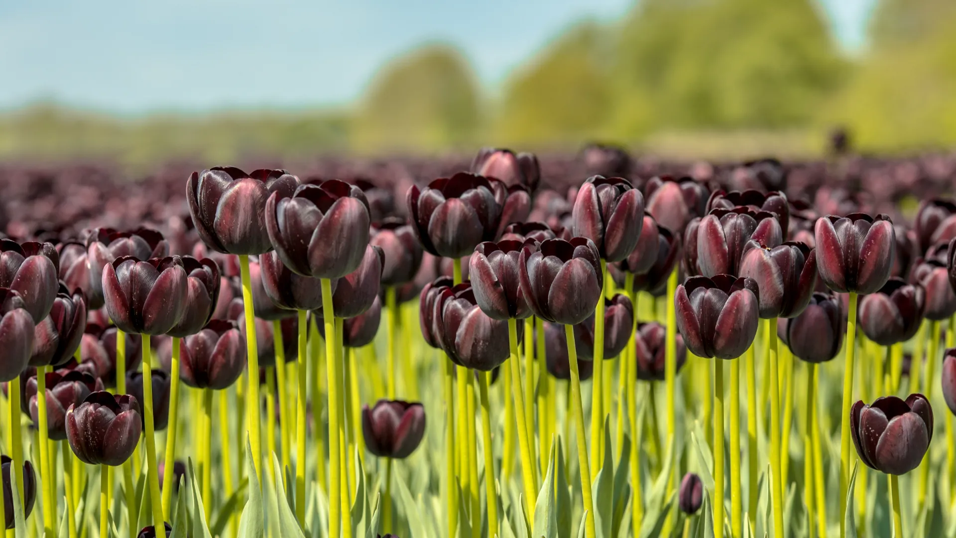 Descubra As Flores Negras Mais Impressionantes Que Você Já Viu!