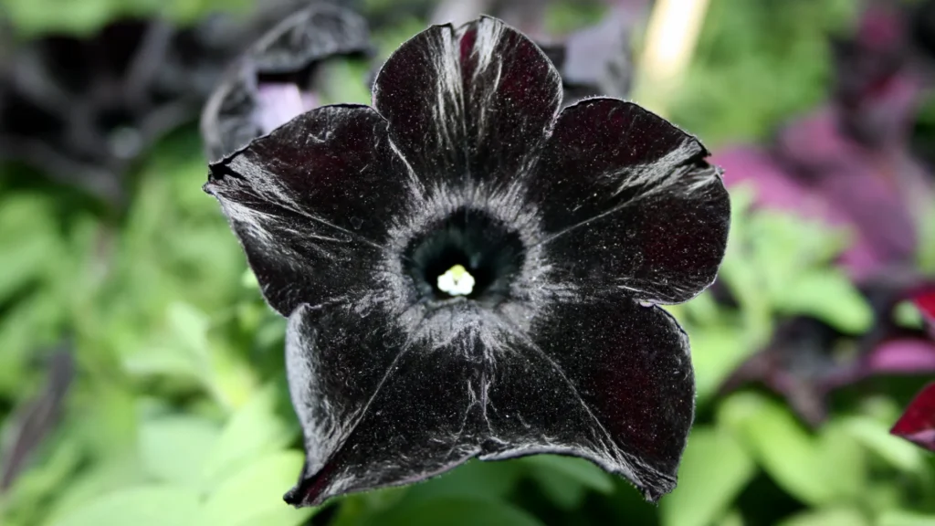 Descubra As Flores Negras Mais Impressionantes Que Você Já Viu ...