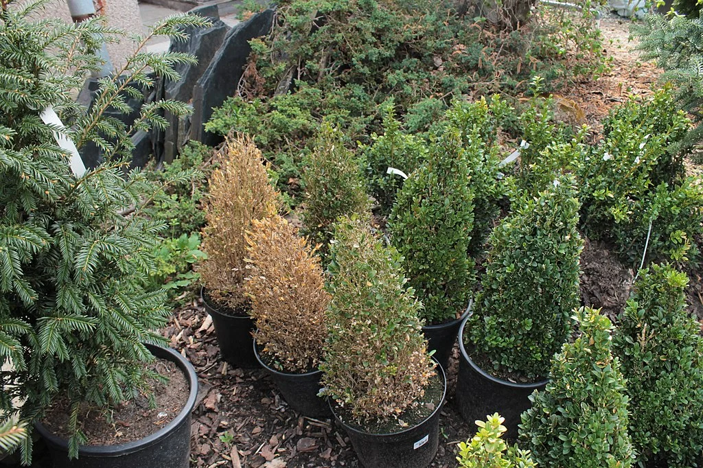 Buxinho: Guia Completo De Cuidados - Jardim Dos Sonhos: Crie Seu Jardim ...
