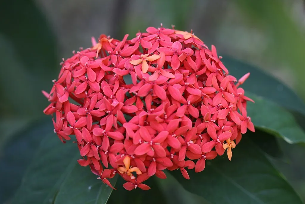 Ixora-Chinesa: Cuidados, Floração e Características – Jardim dos Sonhos ...