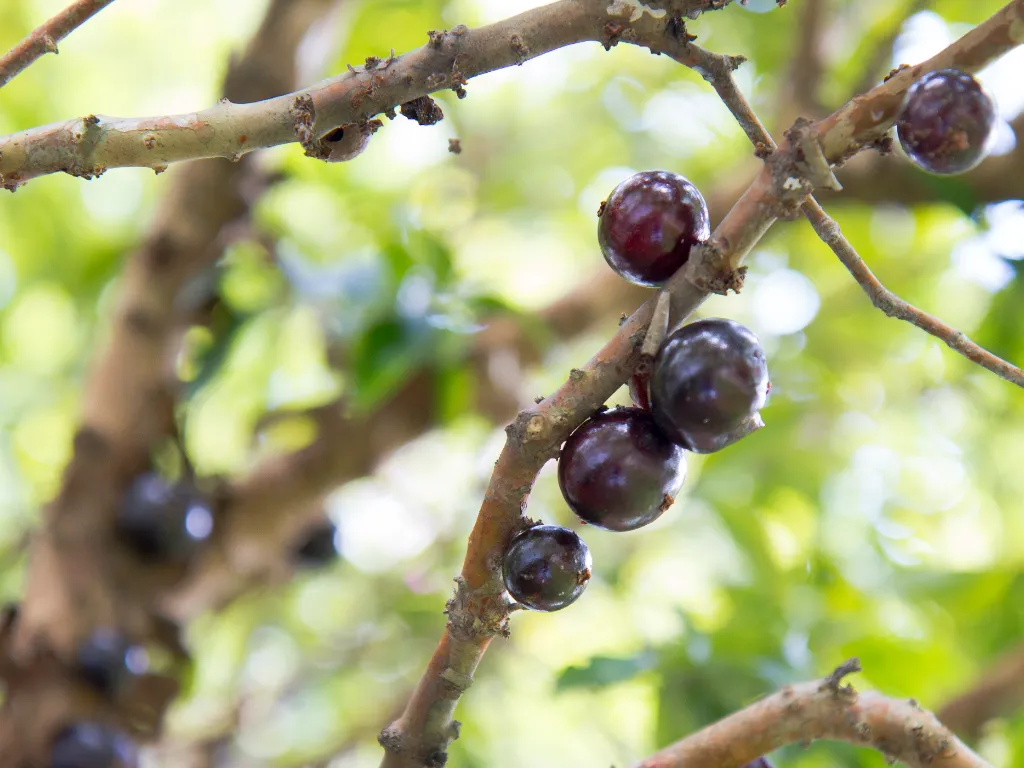 Guia Prático: Como Plantar Jabuticaba Com Sucesso - Jardim Dos Sonhos ...