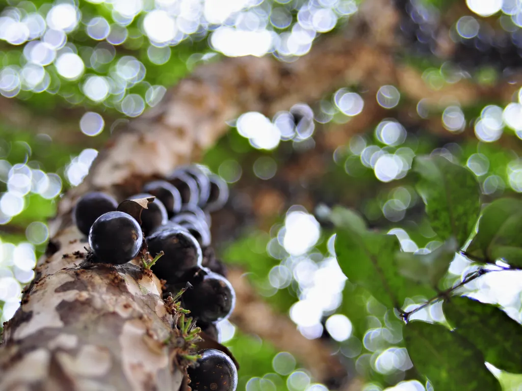 Guia Prático: Como Plantar Jabuticaba Com Sucesso - Jardim Dos Sonhos ...