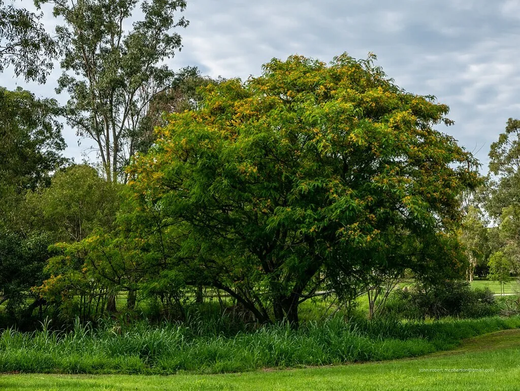 Tipuana Tipu: Guia De Cultivo E Cuidados Essenciais - Jardim Dos Sonhos ...