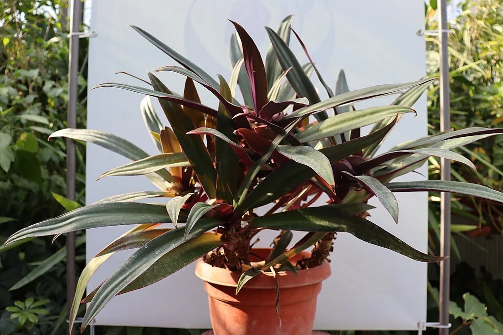 Abacaxi Roxo - Conheça A Tradescantia Spathacea E Suas Características