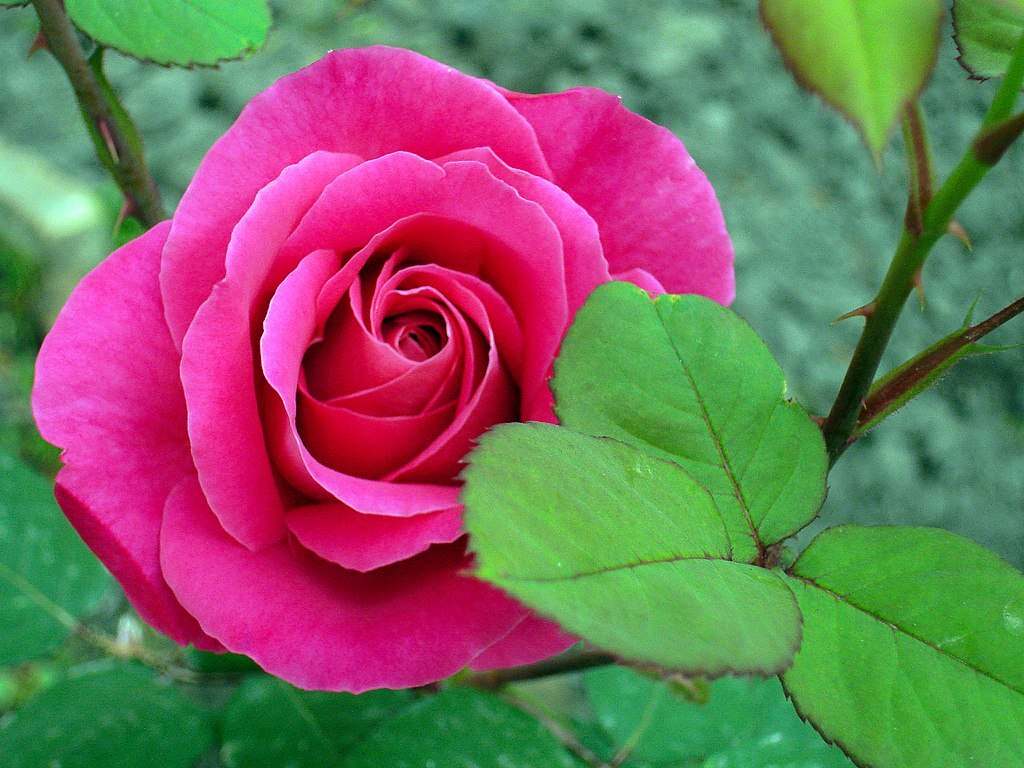 O Encanto Da Rosa-híbrida-de-chá, Rosa X Hybrida