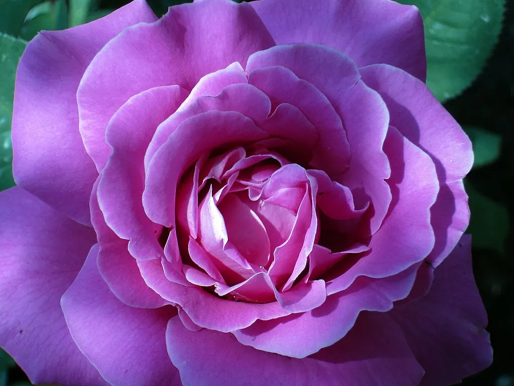 O Encanto Da Rosa-híbrida-de-chá, Rosa X Hybrida