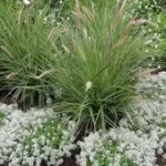 Capim Do Texas Rubro (Pennisetum Setaceum): A Melhor Opção De Folhagem ...