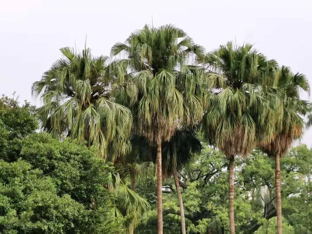 Como Proteger Sua Palmeira Leque Da China De Pragas E Doenças